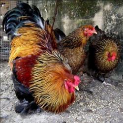 Galo e Galinha Galize Mil Folhas Garnizé Garnisé em Piracicaba ...