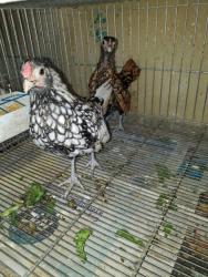 Galo e Galinha Galize Mil Folhas Garnizé Garnisé em Piracicaba ...